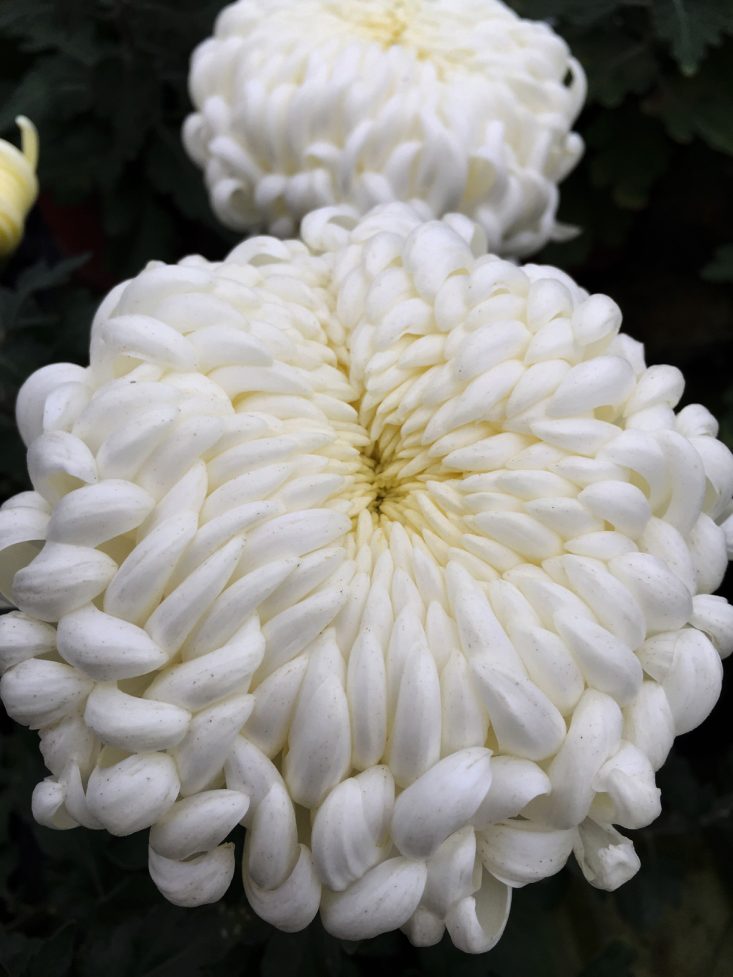 Chrizantema stambiažiedė "Karališka" — Dekoaugalai