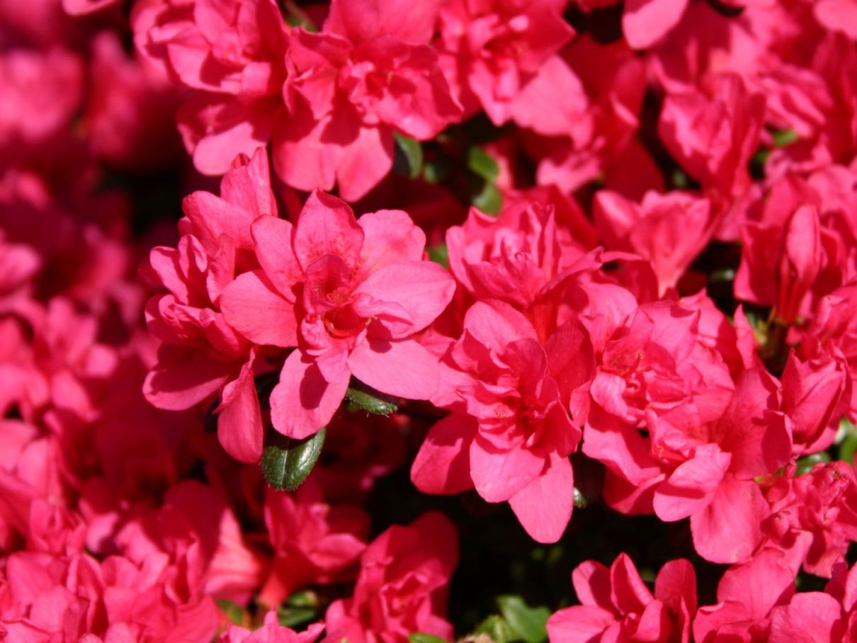 Japoninė azalija „Gislinde“ — Dekoaugalai