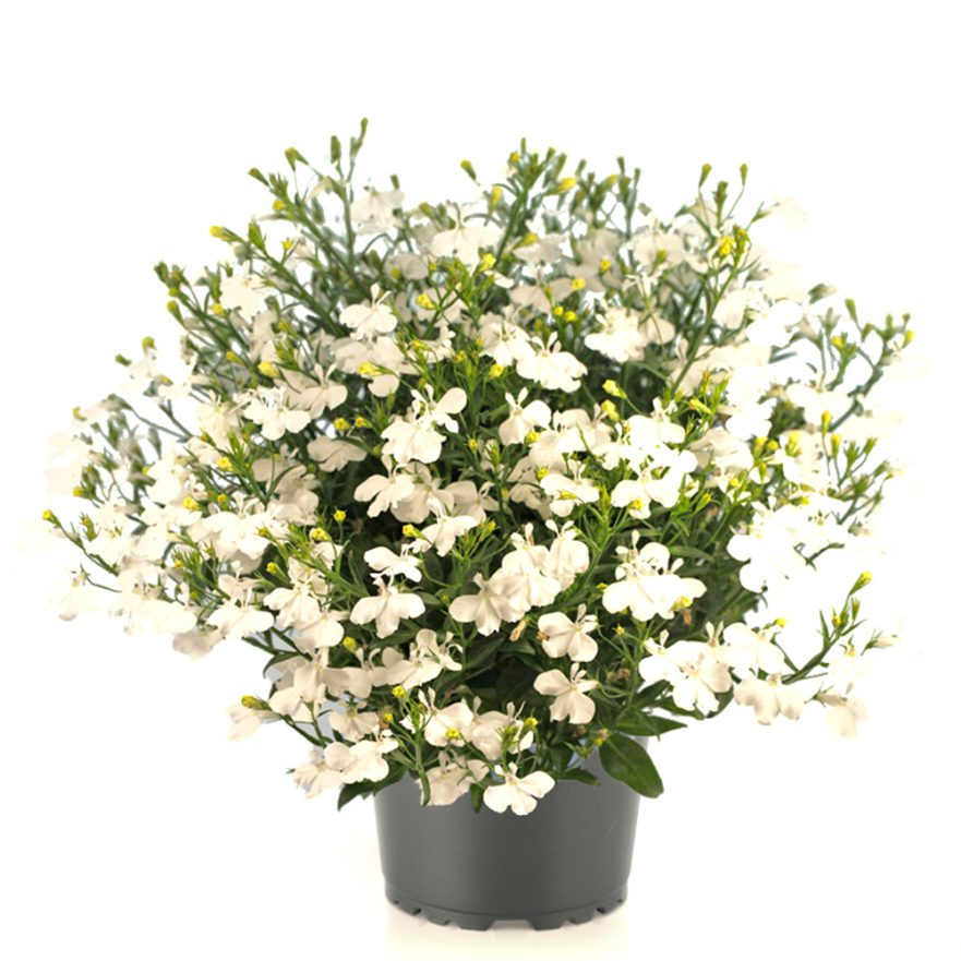 Lobelija svyranti Star White — Dekoaugalai